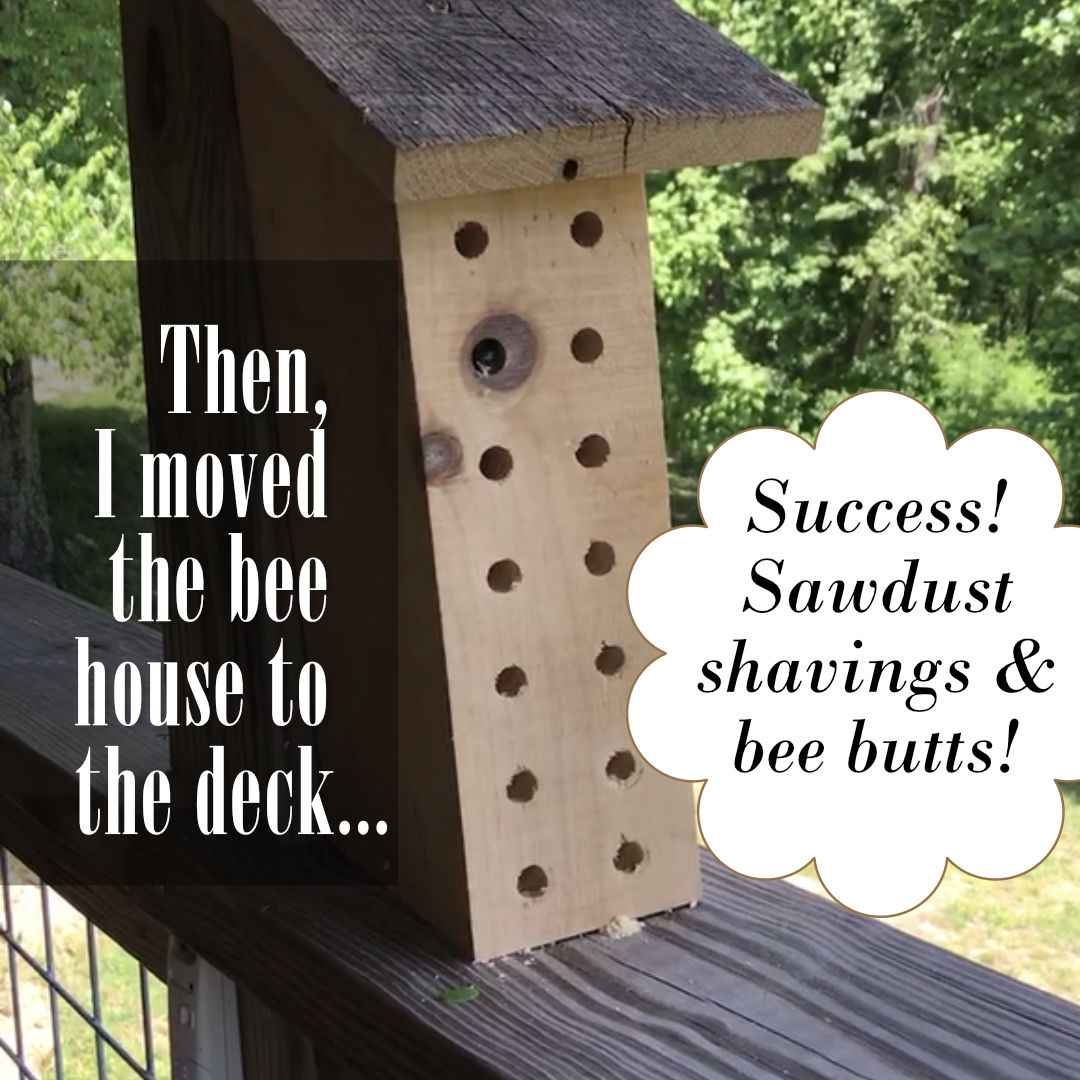 Borer Bees II: The Carpenter Bee House Saga • Katy Morikawa