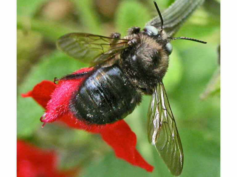 Consider the Borer Bee • Katy Morikawa